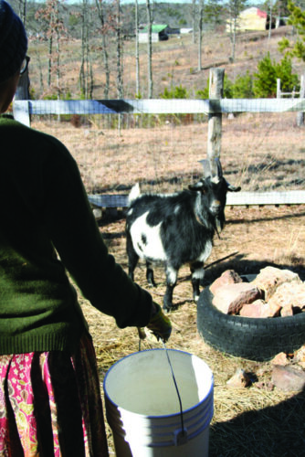 Goat Herding Tips: Common Goat-Keeping Mistakes to Avoid - Grit